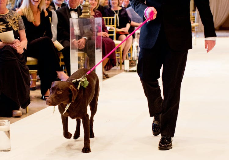 17 Creative Ways to Include Your Dog in Your Wedding - PartySlate