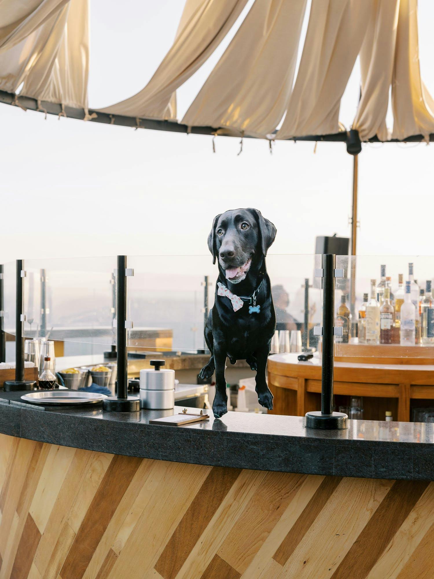 17 Creative Ways to Include Your Dog in Your Wedding - PartySlate